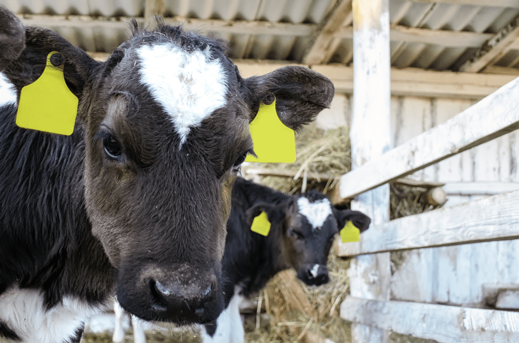 California Prop 12: A Guide for Producers and Distributors | FSNS